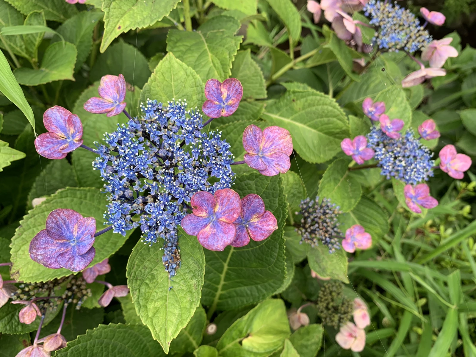 ゆうさんぽ→ゆうさんそ👍 | happy_haruが投稿したフォトブック | Lemon8