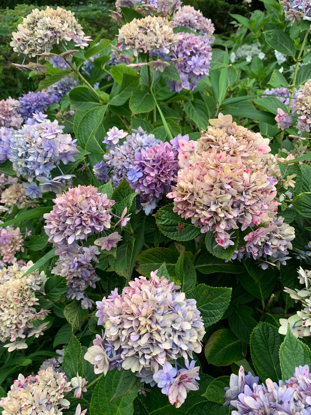 ゆうさんぽ→ゆうさんそ👍 | happy_haruが投稿したフォトブック | Lemon8