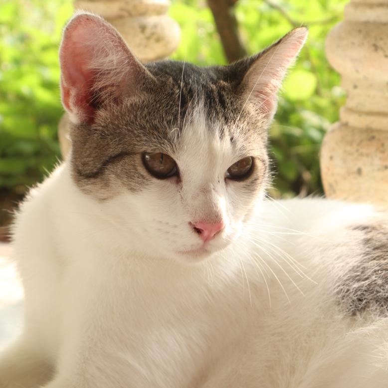 Little cats's Post|Lemon8