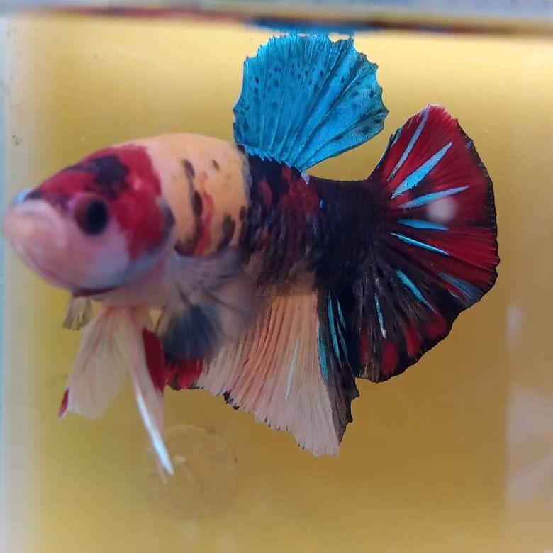 Kien Betta fish's Post|Lemon8
