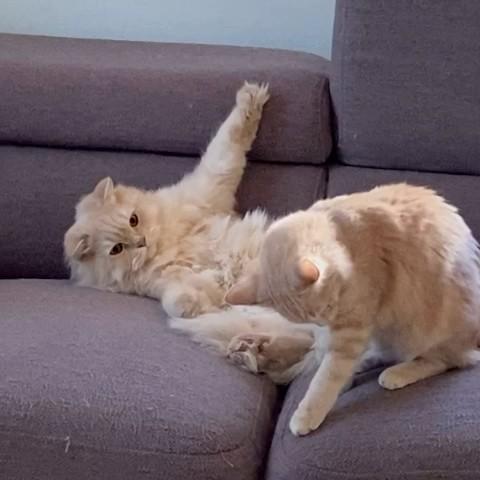 Noknoy's Post|Lemon8