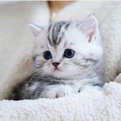 Tiny Chum's Post|Lemon8