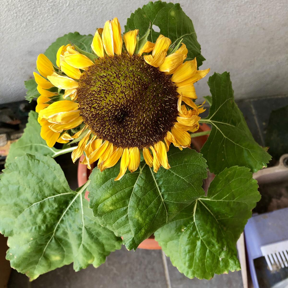 Daleelah's Post|Lemon8