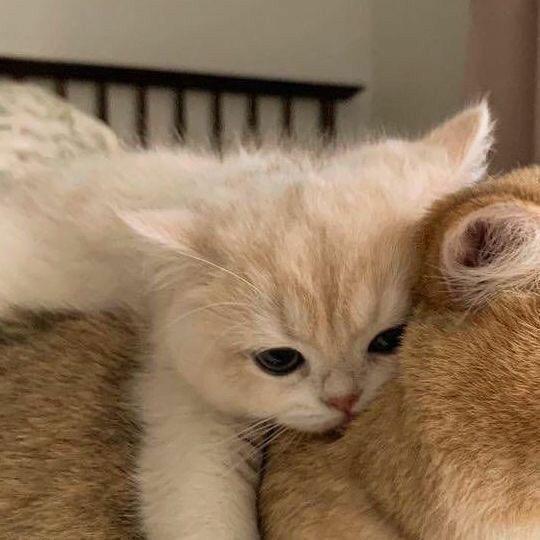 Little_cat's Post|Lemon8