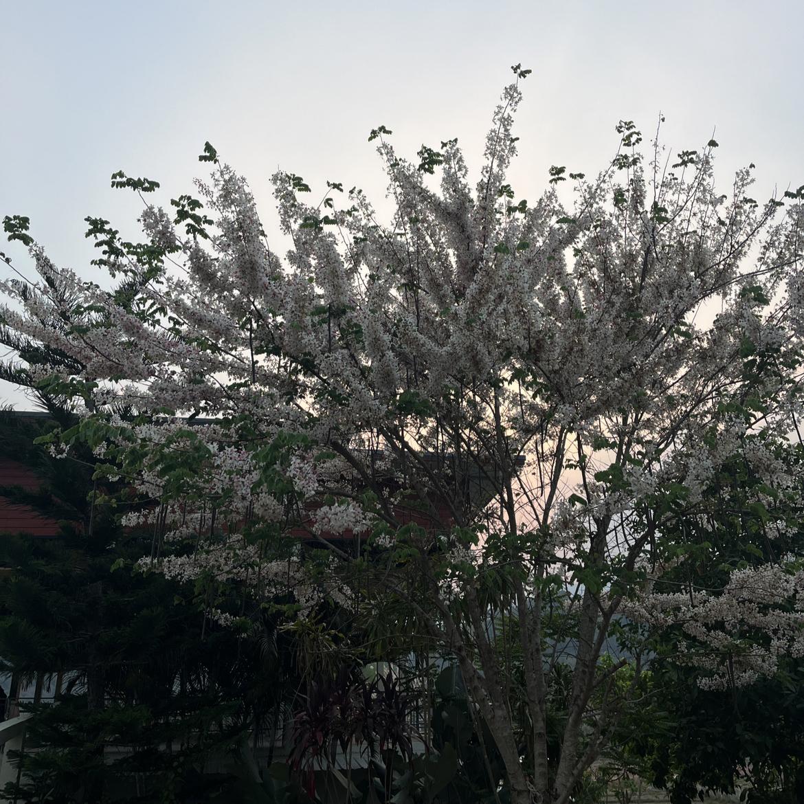 im_aomsin_'s Post|Lemon8