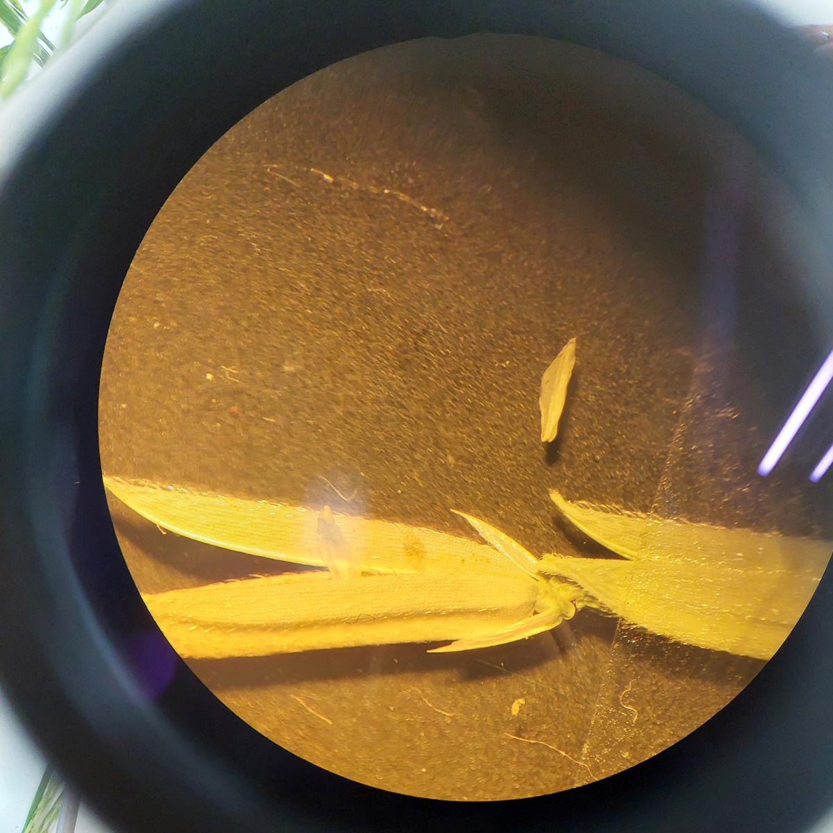 My Ratchaya Z's Post|Lemon8