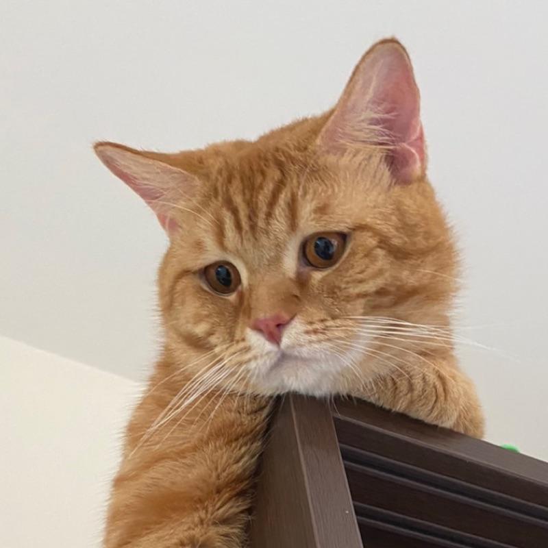 Pae CCL Label's Post|Lemon8