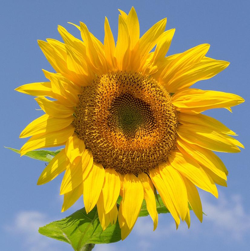 Nipaporn Kantiy's Post|Lemon8