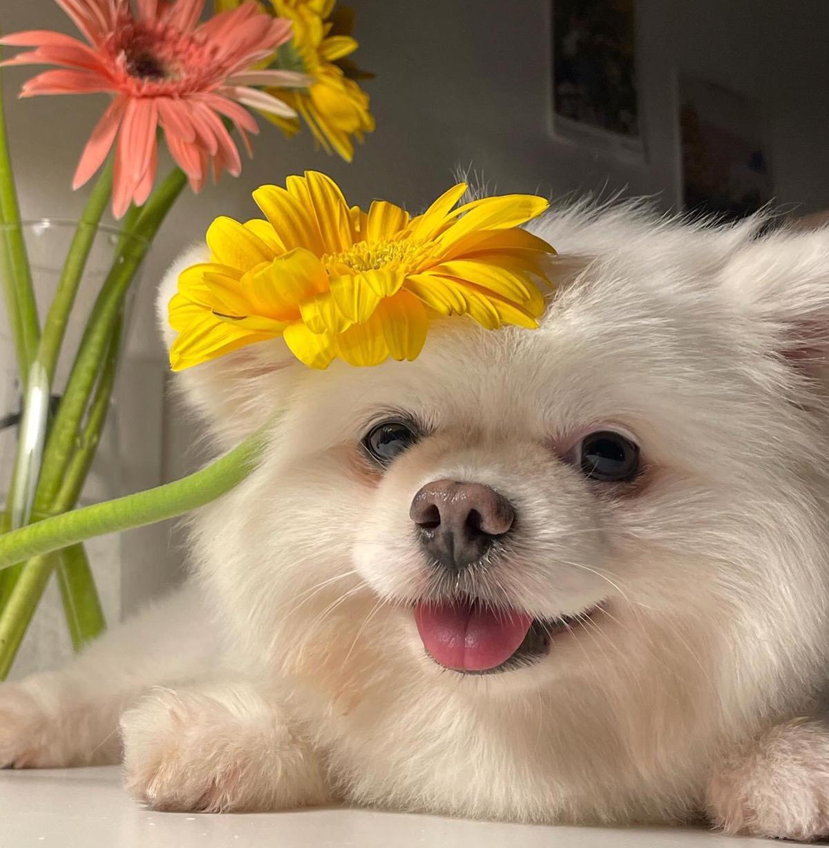 Pak Boung's Post|Lemon8