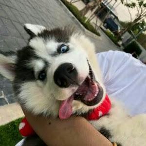 Bowie_Sr's Post|Lemon8