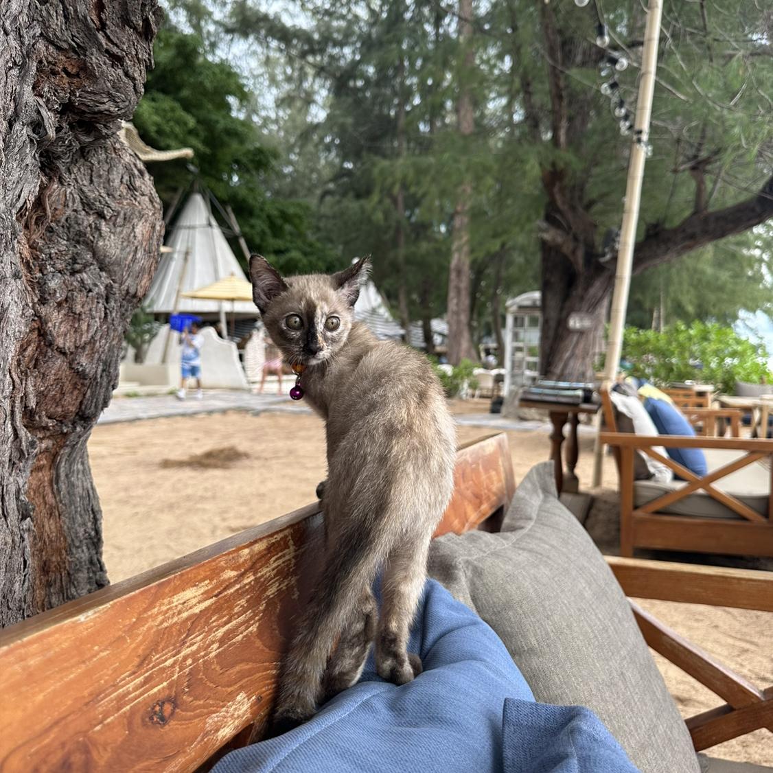 Simba Cat's Post|Lemon8