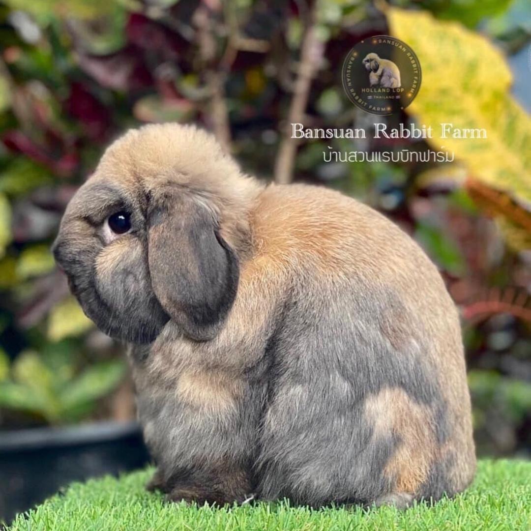Bansuan Rabbits's Post|Lemon8
