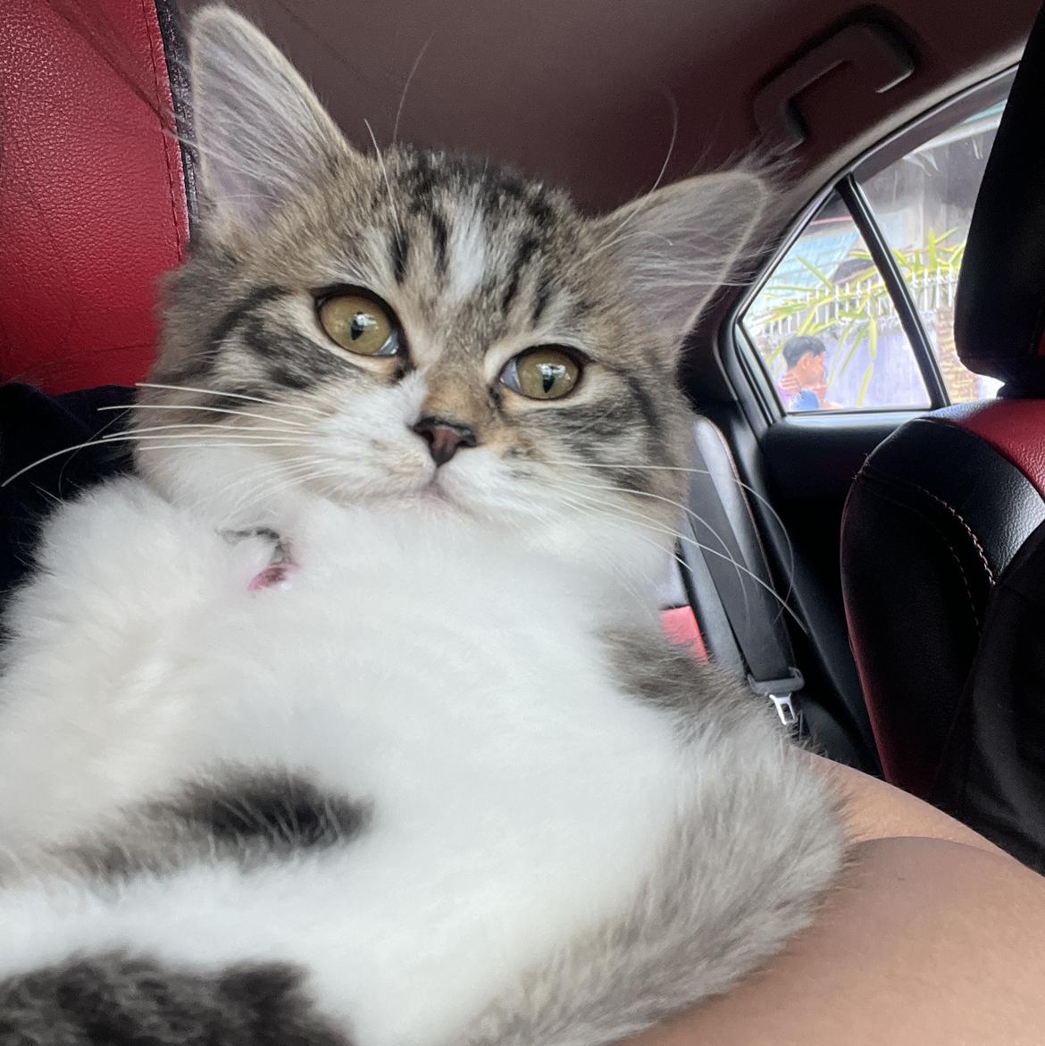 Shy Brazil's Post|Lemon8