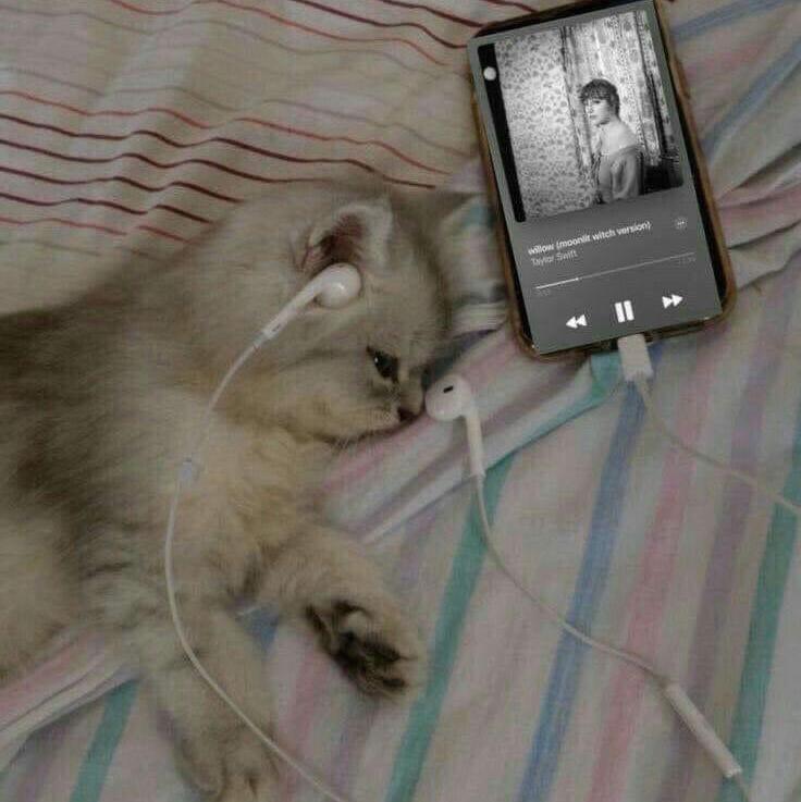meowja's Post|Lemon8