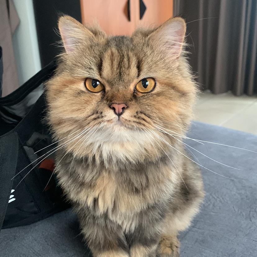 Marry cat 85's Post|Lemon8