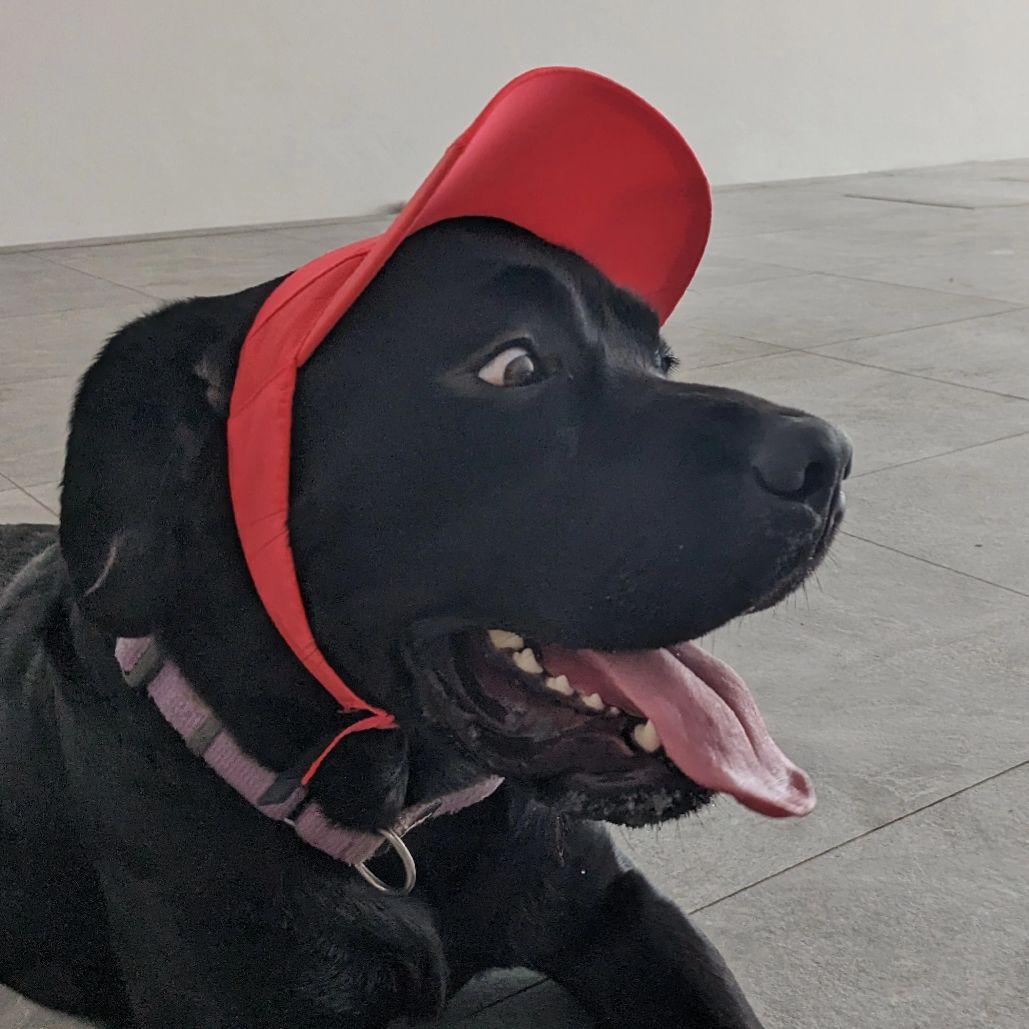 Major the Dog's Post|Lemon8