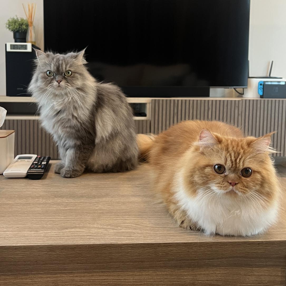 Tutu&Gingang's Post|Lemon8