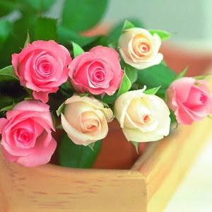 fern ym's Post|Lemon8