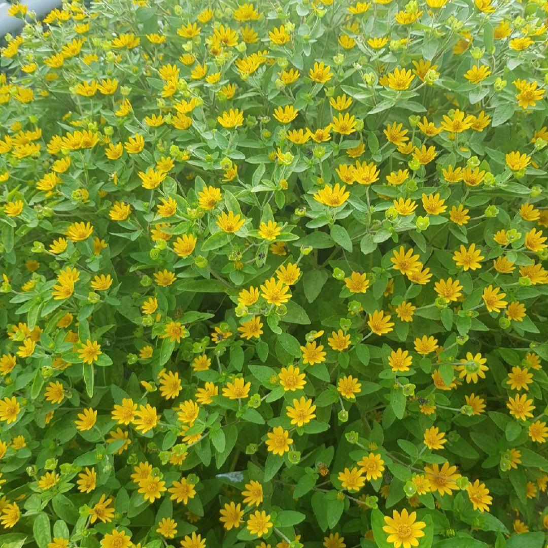 Lisa Audi's Post|Lemon8