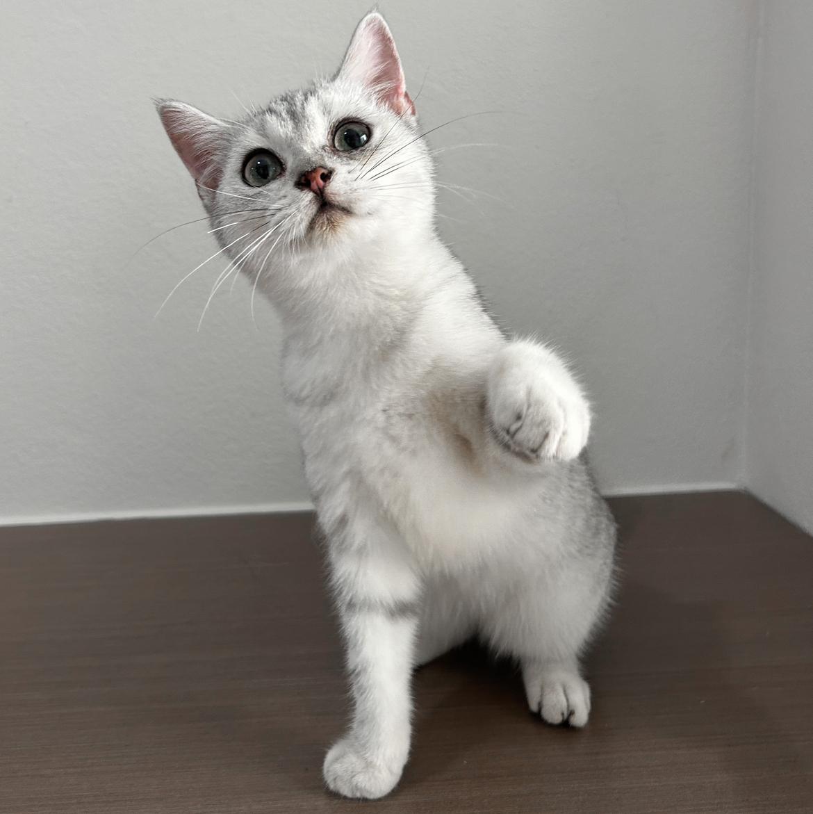 Mameow's Post|Lemon8