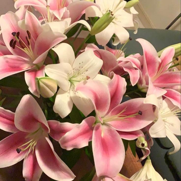 Priska Amanda M's Post|Lemon8