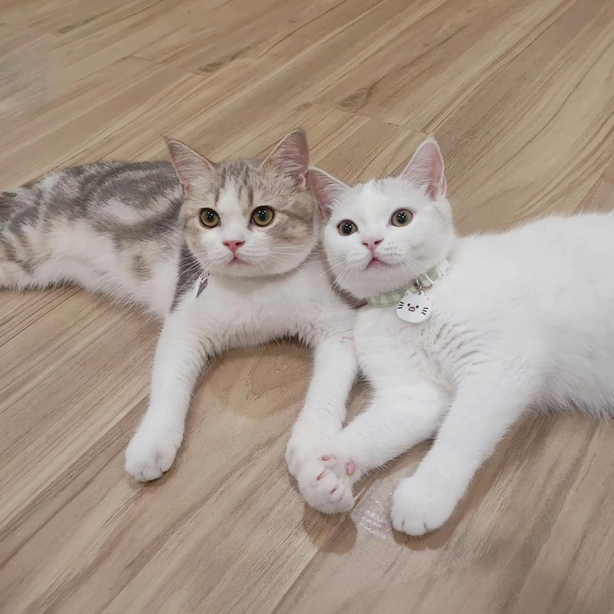 Tofu 🐱 Moji's Post|Lemon8