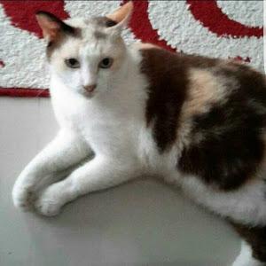 Chida Shaw's Post|Lemon8