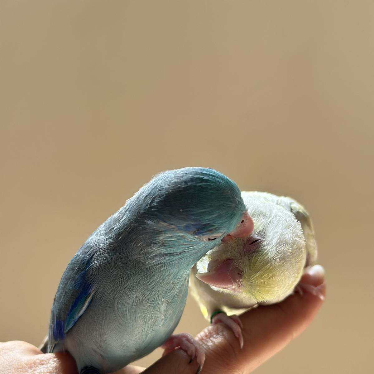 FORPUS IS SO FU's Post|Lemon8