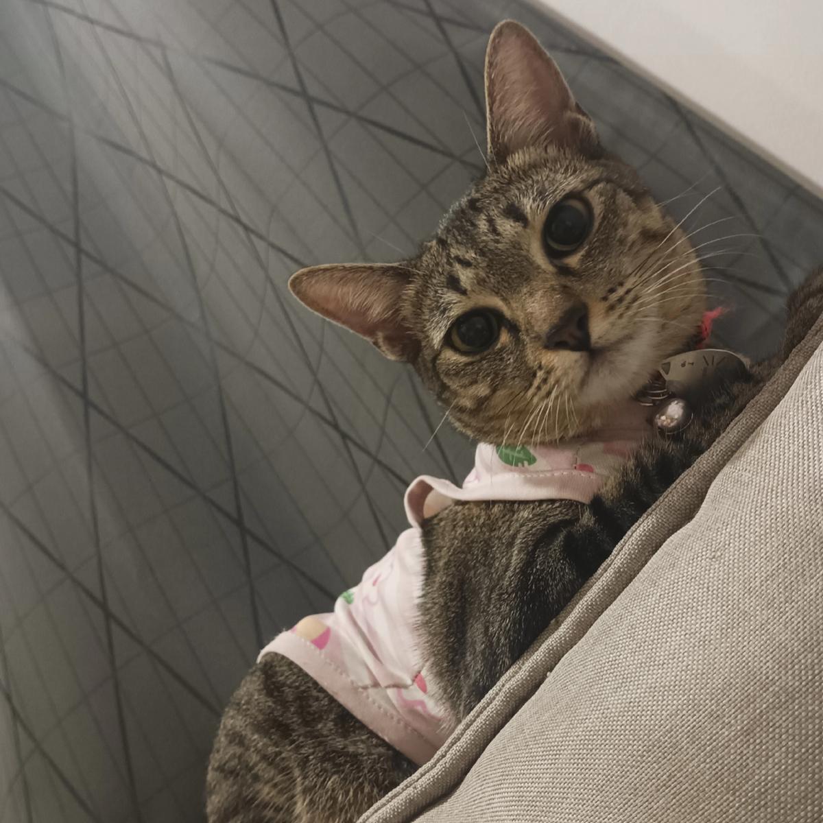 Amp Chumpanee's Post|Lemon8