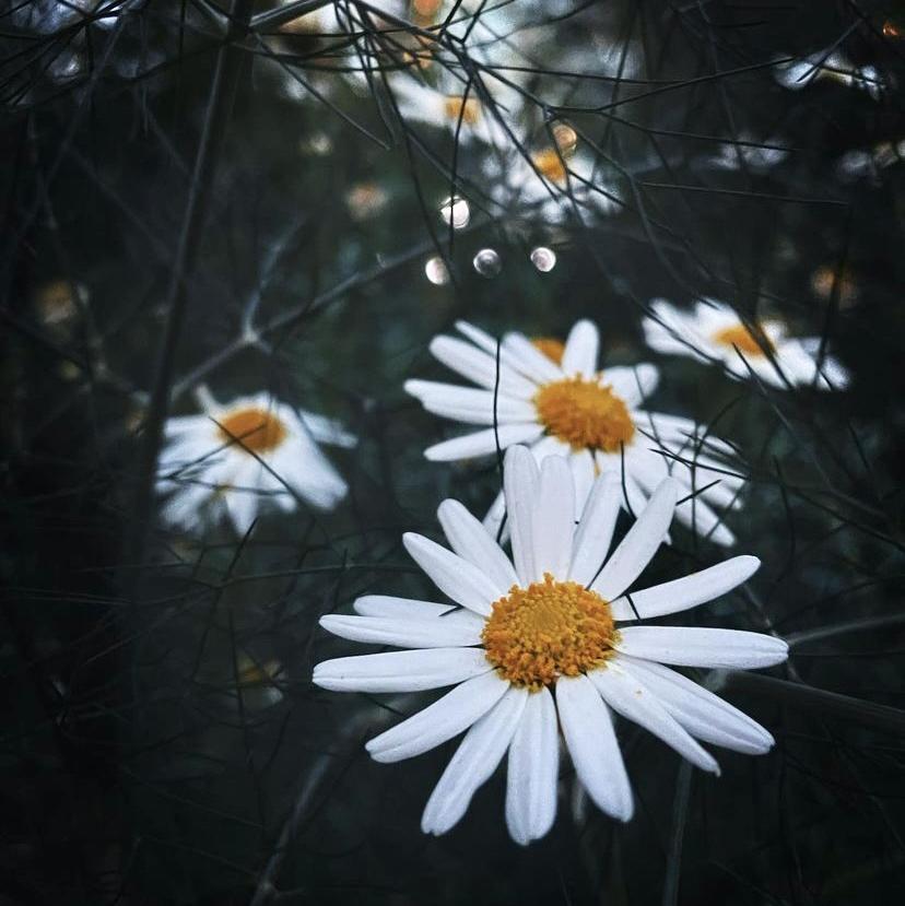 Farr Anis's Post|Lemon8