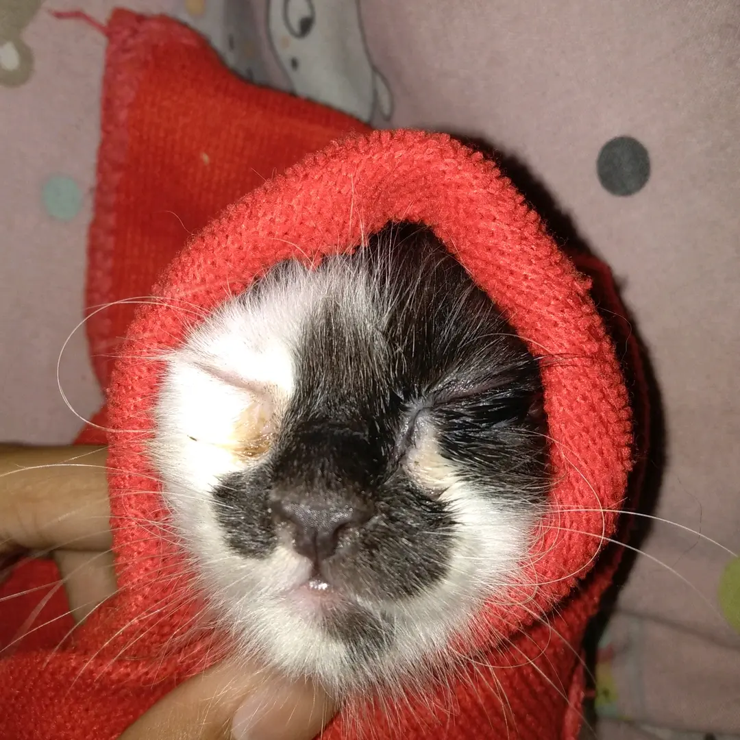 puppies and kit's Post|Lemon8