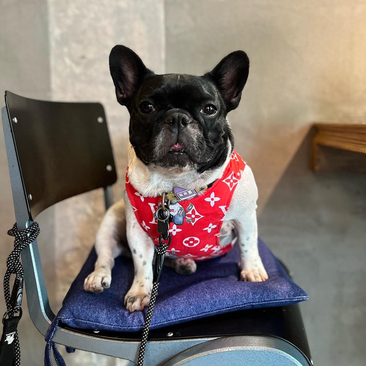 Disney frenchie's Post|Lemon8