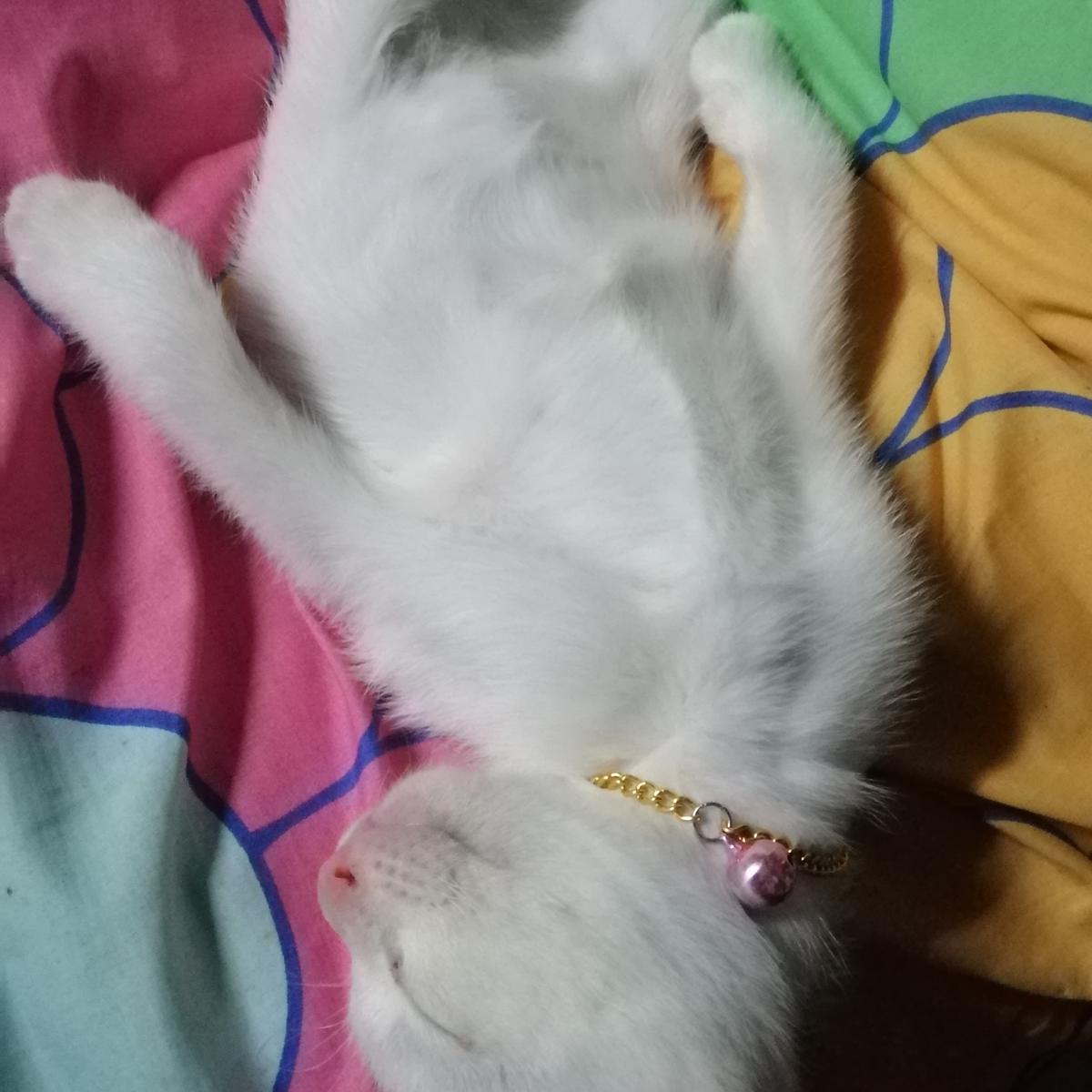 BLACK CAT's Post|Lemon8