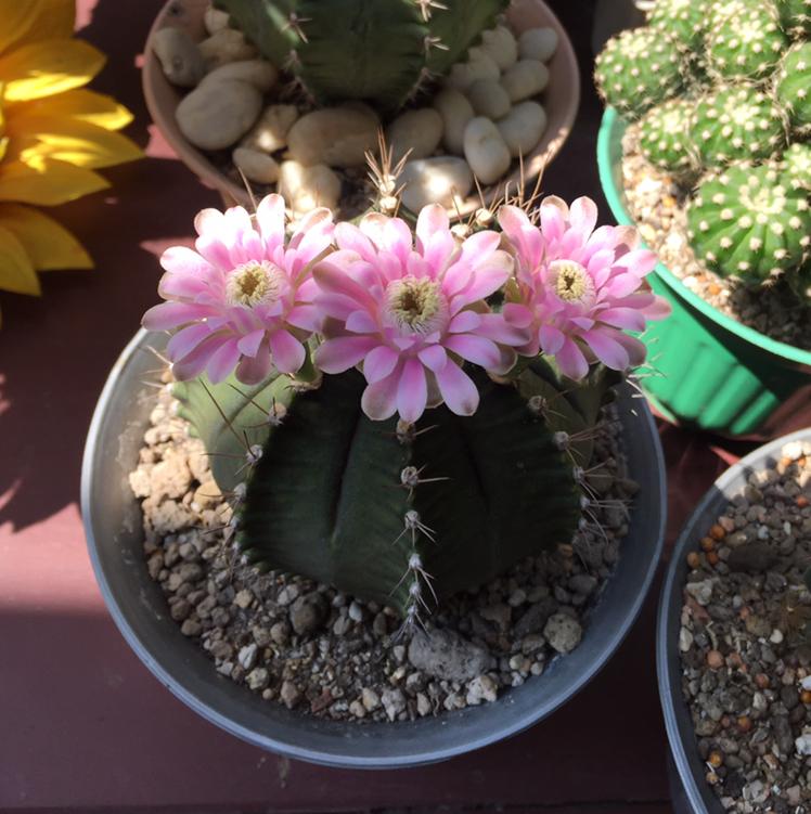 Aong💕7824's Post|Lemon8