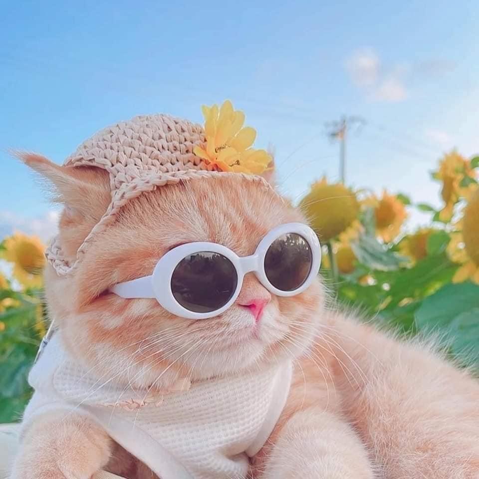 aum_supatcha's Post|Lemon8