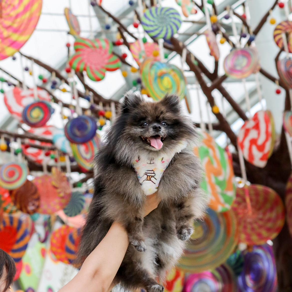 Calbee the Pom's Post|Lemon8