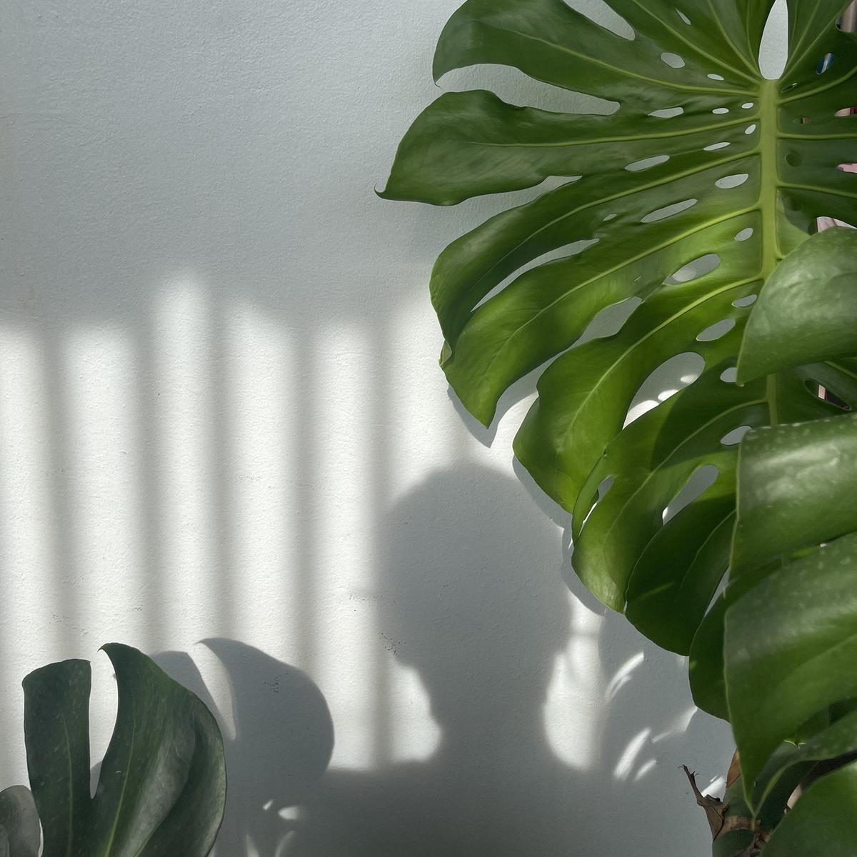 Many Pop's Post|Lemon8