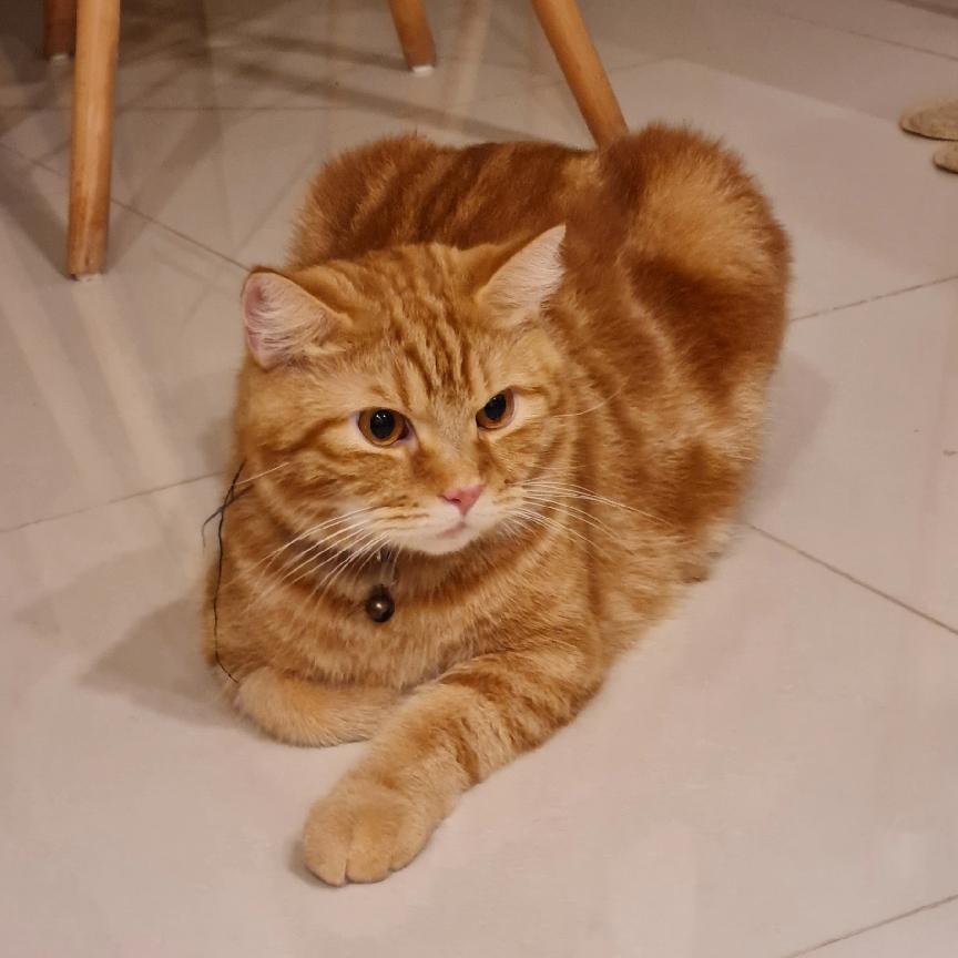 Củ nghệ Orion's Post|Lemon8