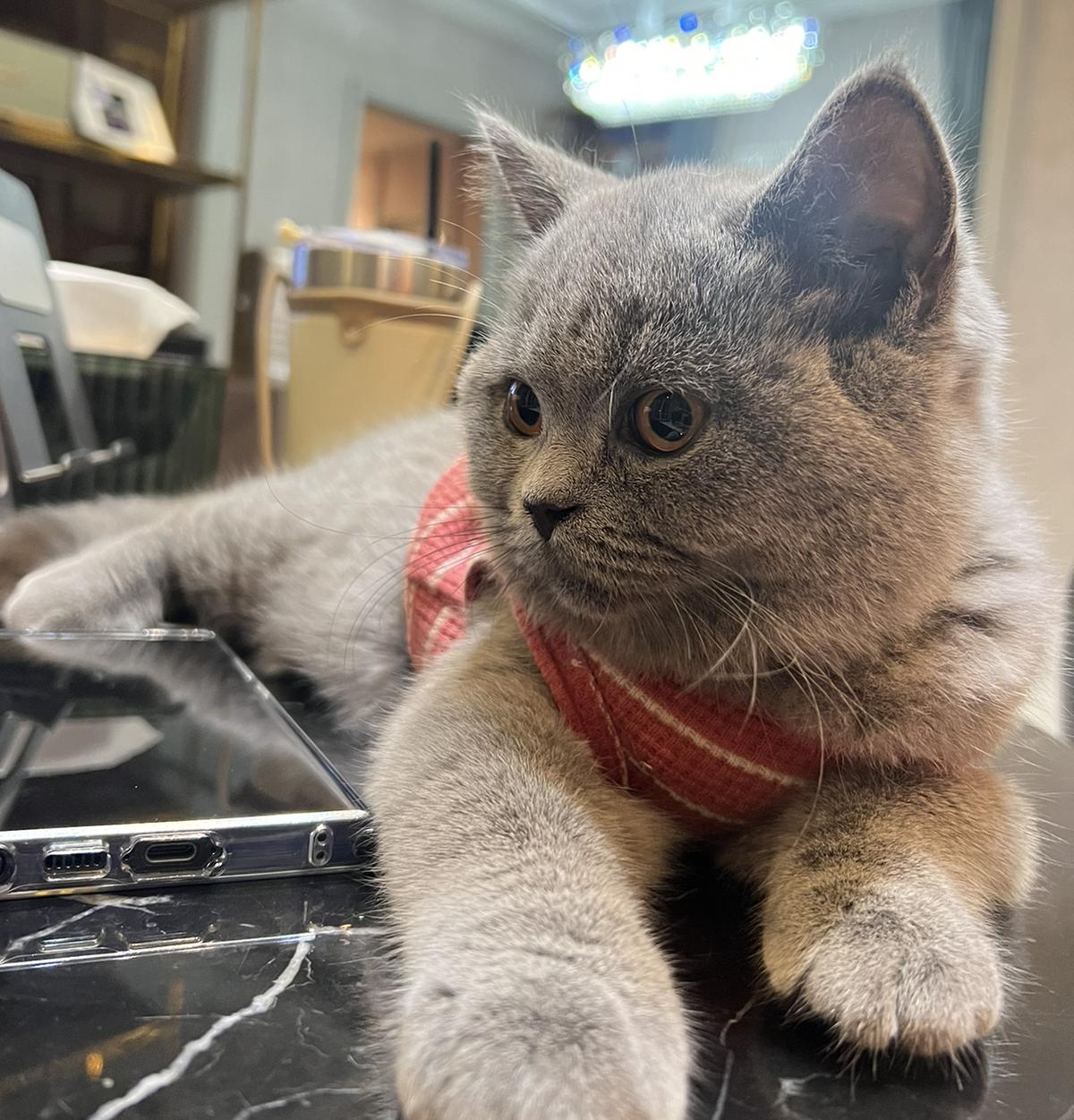 🐝Phung👑ριмƧįяєε's Post|Lemon8