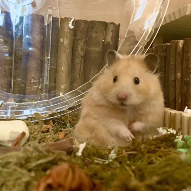 Hamster Villa's Post|Lemon8