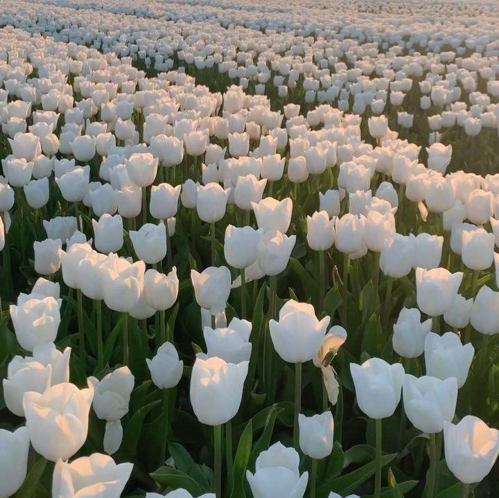 Chara Xia's Post|Lemon8