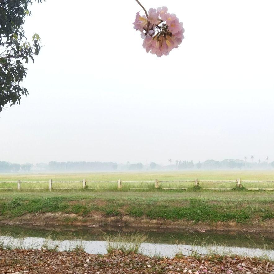 Pui_petcharat's Post|Lemon8