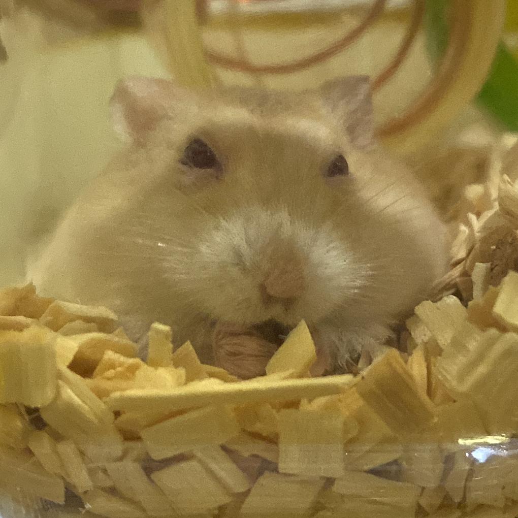 Meaw 😸's Post|Lemon8