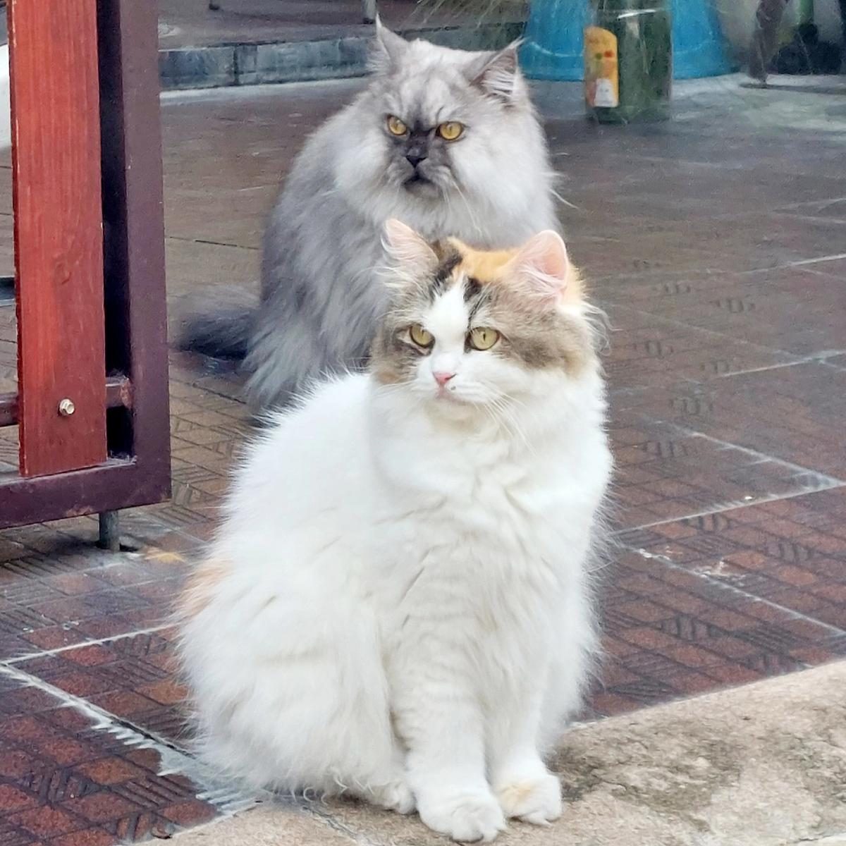 lucky&mickey's Post|Lemon8