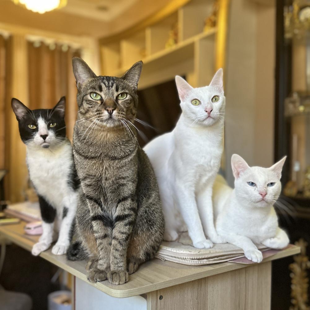 cute cats's Post|Lemon8