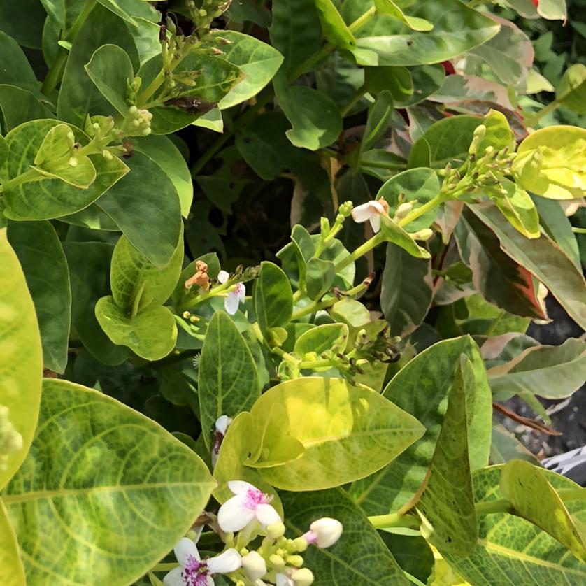 Ruby_bunny's Post|Lemon8