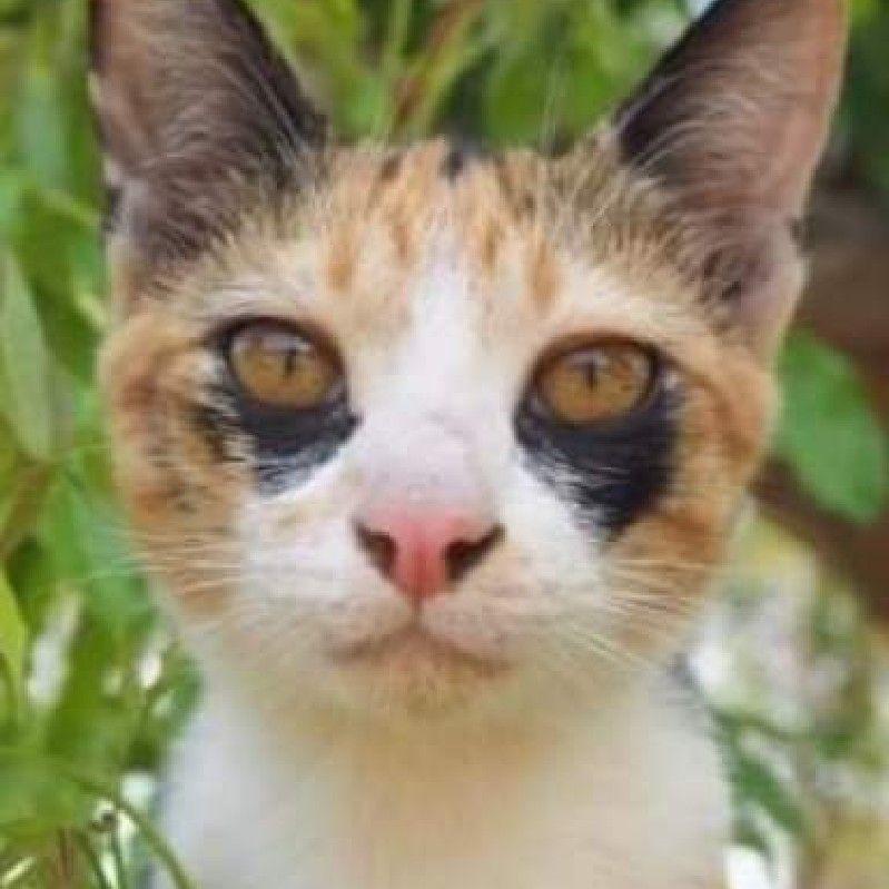 Meaw my name's Post|Lemon8