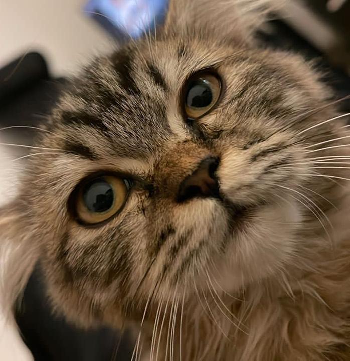 Snickers Cat's Post|Lemon8