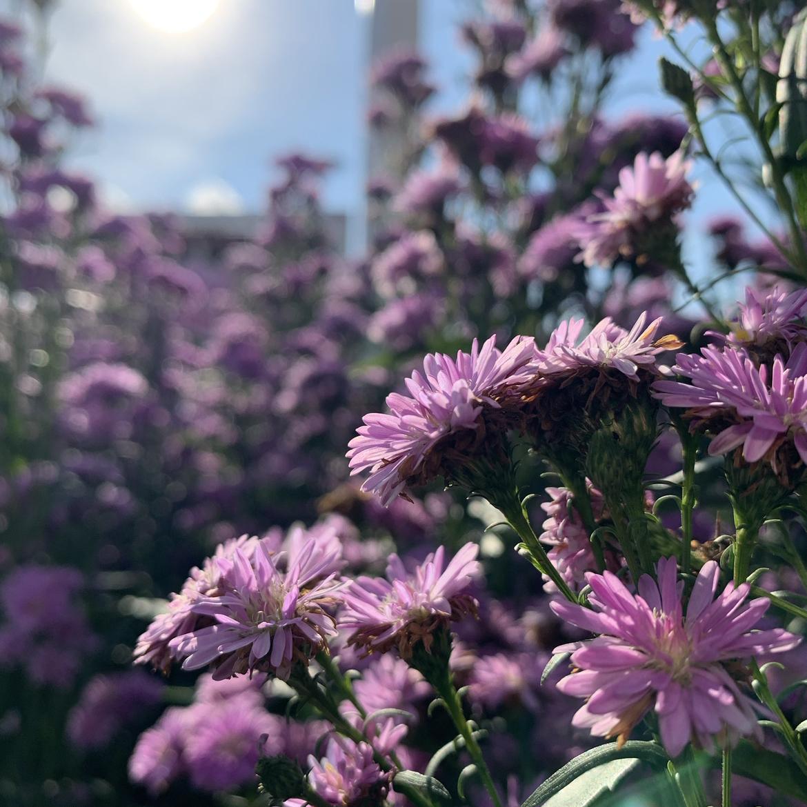 Anchulee Thongs's Post|Lemon8