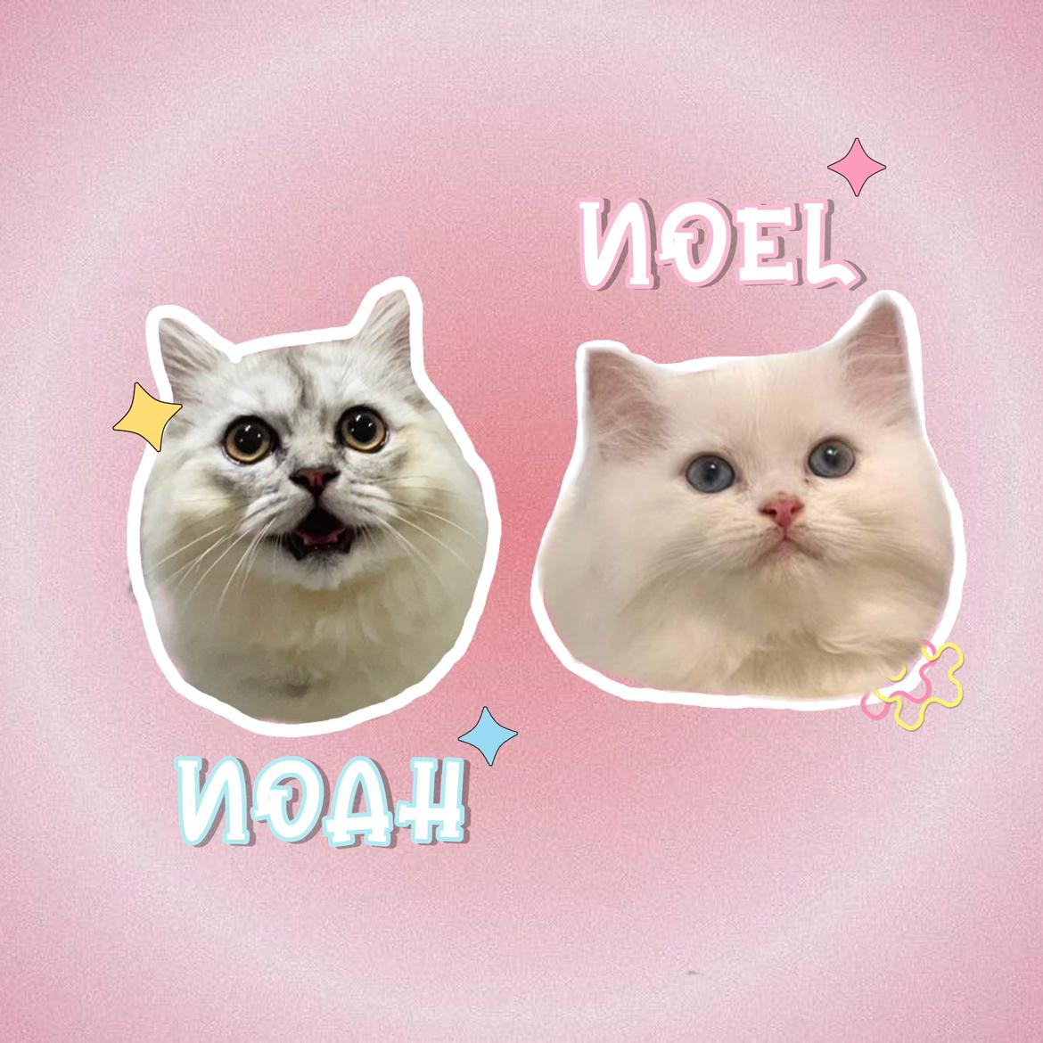 NOAH AND NOEL's Post|Lemon8